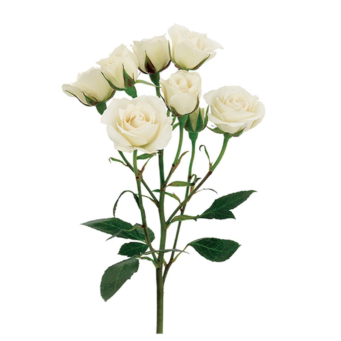 Spray Rose White - Florabella